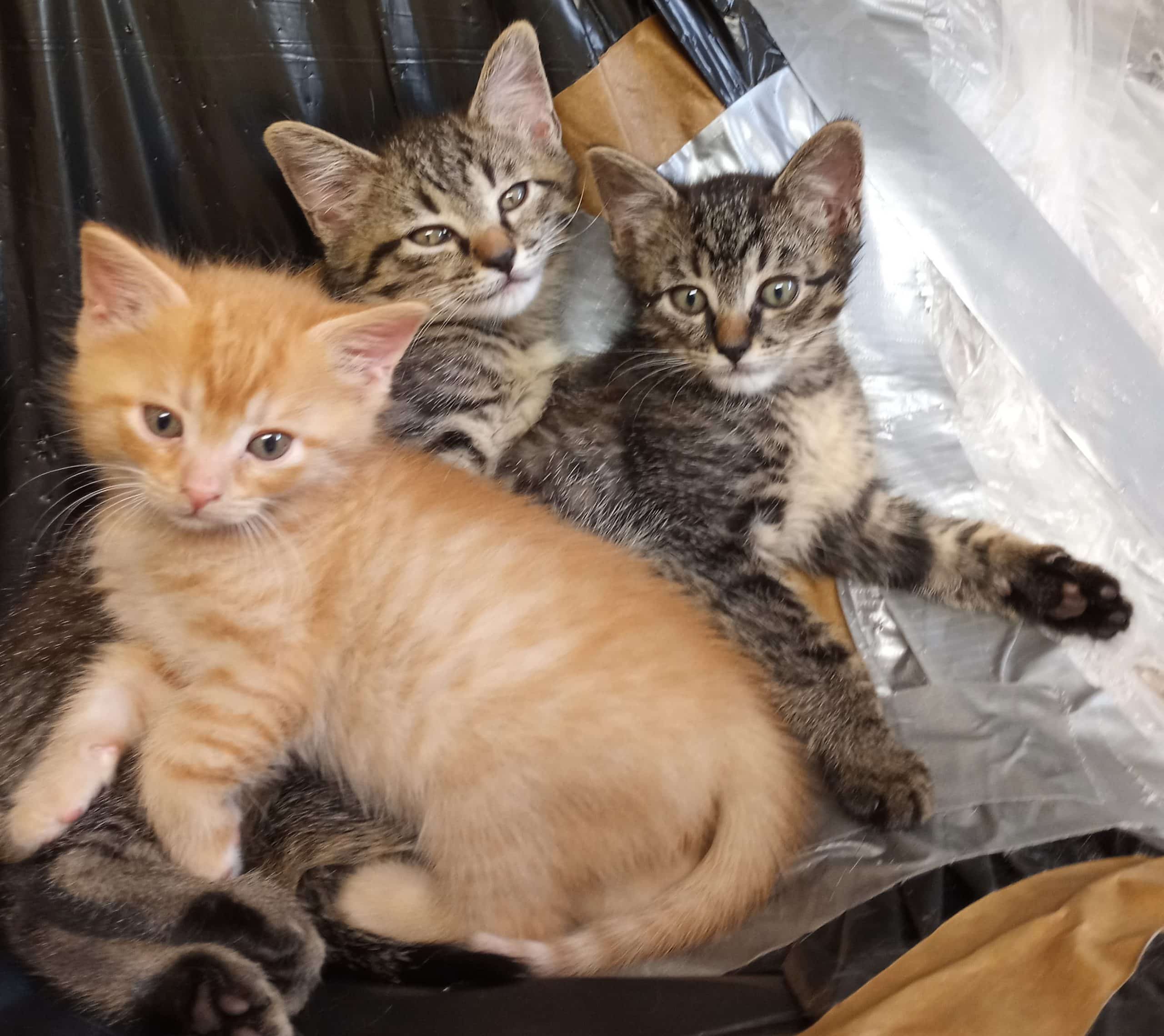 Contact Us - Angel Cat Rescue, Inc.